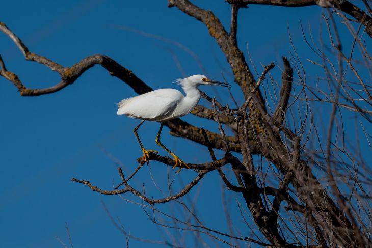 La Jornada Maya | Campeche | La Jornada Maya | Garza de dedos dorados, elegante y pequeña